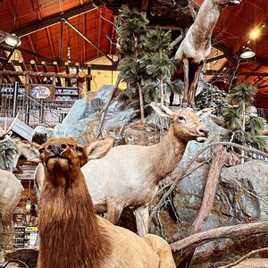 BASS PRO SHOPS - Updated September 2025 - 32 Photos & 60 Reviews ...