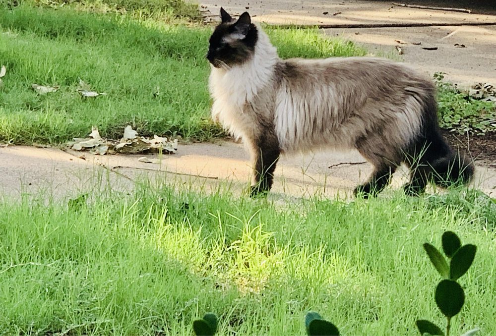 GOSNEY GARY L DVM - Updated March 2025 - 12 Reviews - 2055 Scott Blvd ...