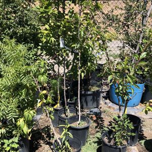 DEVIL MOUNTAIN WHOLESALE NURSERY - SAN RAMON - Updated June 2025 - 58 ...