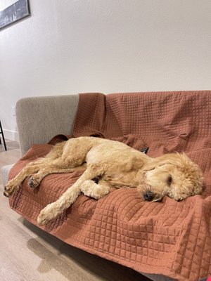 BARKARITAVILLE PET RESORT - Updated June 2026 - 71 Photos & 76 Reviews ...