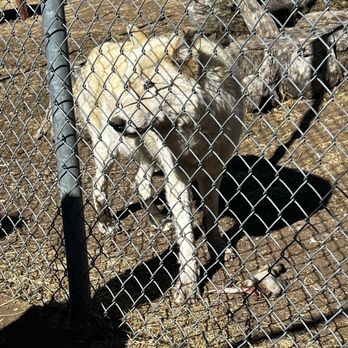 CALIFORNIA WOLF CENTER - Updated December 2025 - 296 Photos & 163 ...