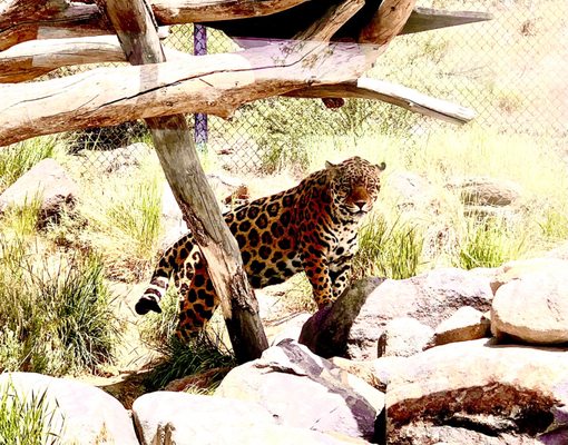 ANIMAL ARK - Updated December 2025 - 522 Photos & 163 Reviews - 1265 ...