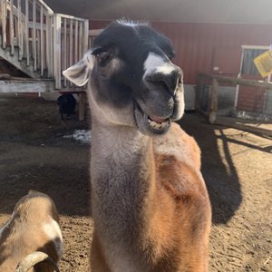 BLANK PARK ZOO - 255 Photos & 74 Reviews - 7401 SW 9th St, Des Moines ...