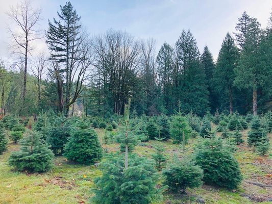 KEITH & SCOTT TREE FARM - Updated September 2025 - 13 Photos & 11 ...