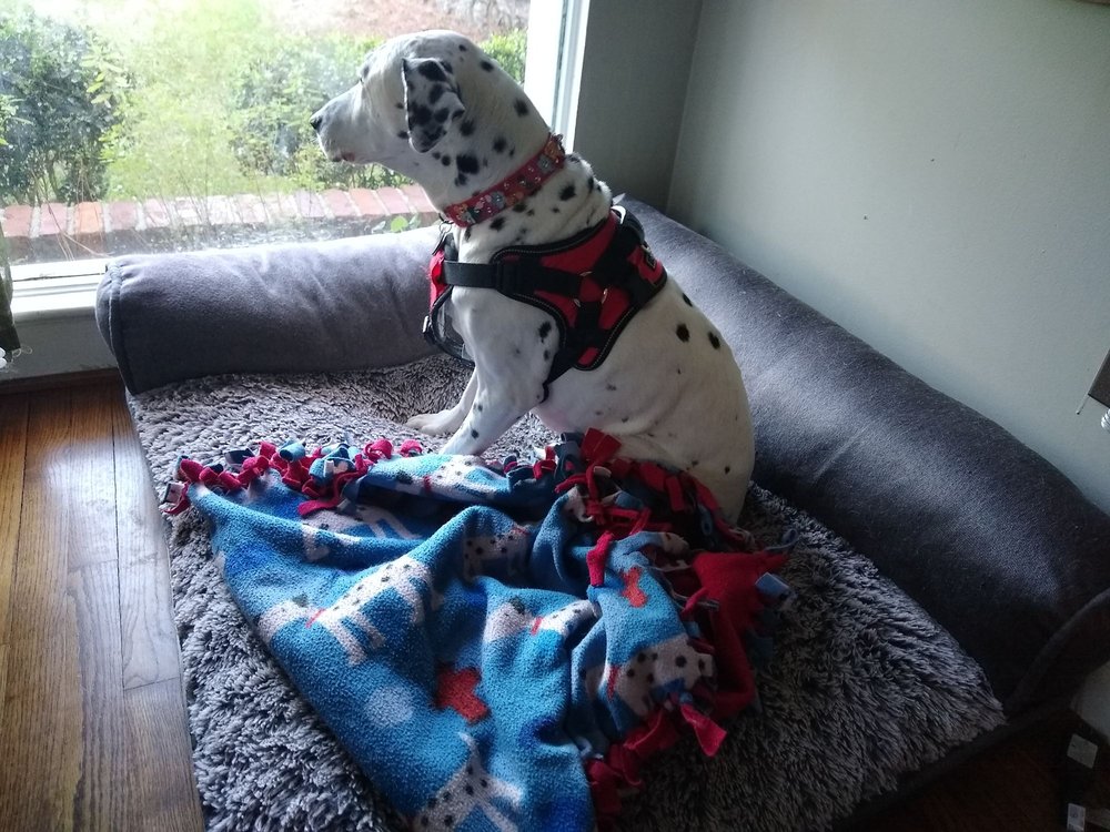 DIGNITY BRIDGE ANIMAL PALLIATIVE AND HOSPICE SERVICE - Updated August ...