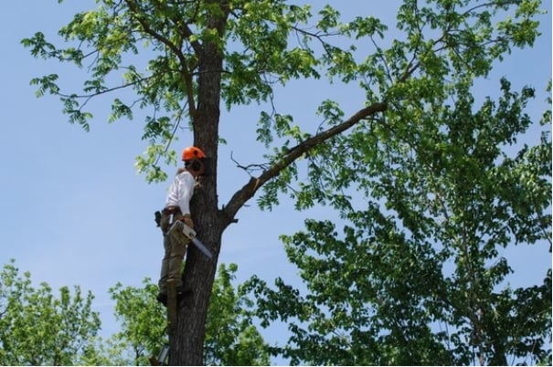 ARBOR-PRO - Updated August 2025 - 23 Photos - 40 Prospect St, Williston ...