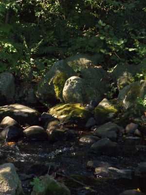 CALLAHAN STATE PARK - Updated May 2024 - 54 Photos & 44 Reviews ...