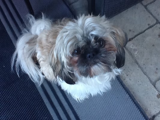 TORONTO ANIMAL SERVICES NORTH SHELTER - Updated January 2026 - 1300 ...