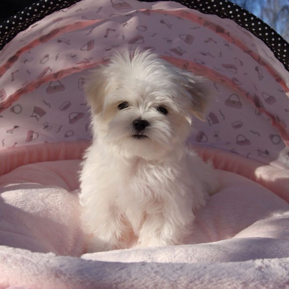 MANHATTAN PUPPIES & KITTENS - Updated August 2024 - Brooklyn, New York ...