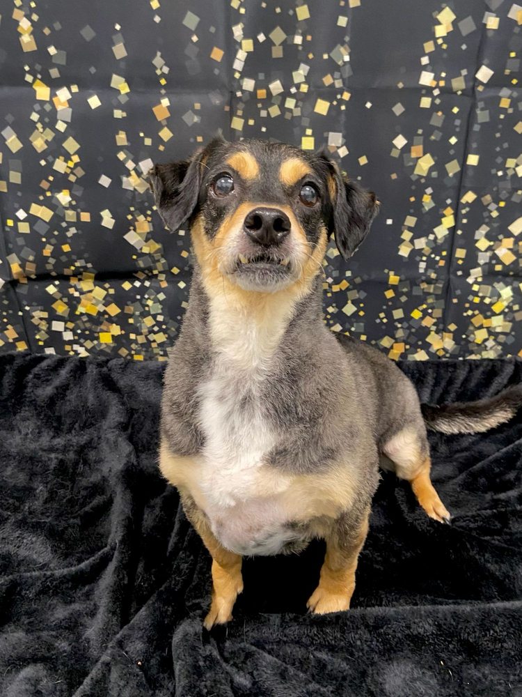 BARK AVENUE PDX - Updated December 2025 - 109 Photos & 16 Reviews ...