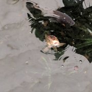 PADDOCK CHEVROLET GOLF DOME - 35 Photos & 28 Reviews - 175 Brompton Rd ...