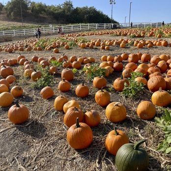 CAL POLY POMONA PUMPKIN FESTIVAL - Updated October 2025 - 671 Photos ...