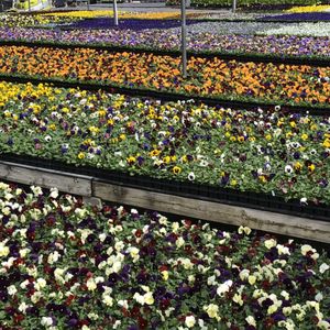 THE FLOWER RANCH - Updated September 2024 - 33 Photos & 23 Reviews ...