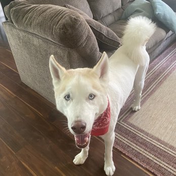 BOSS THE PET CONNECTION - Updated September 2024 - 812 Photos & 75 ...