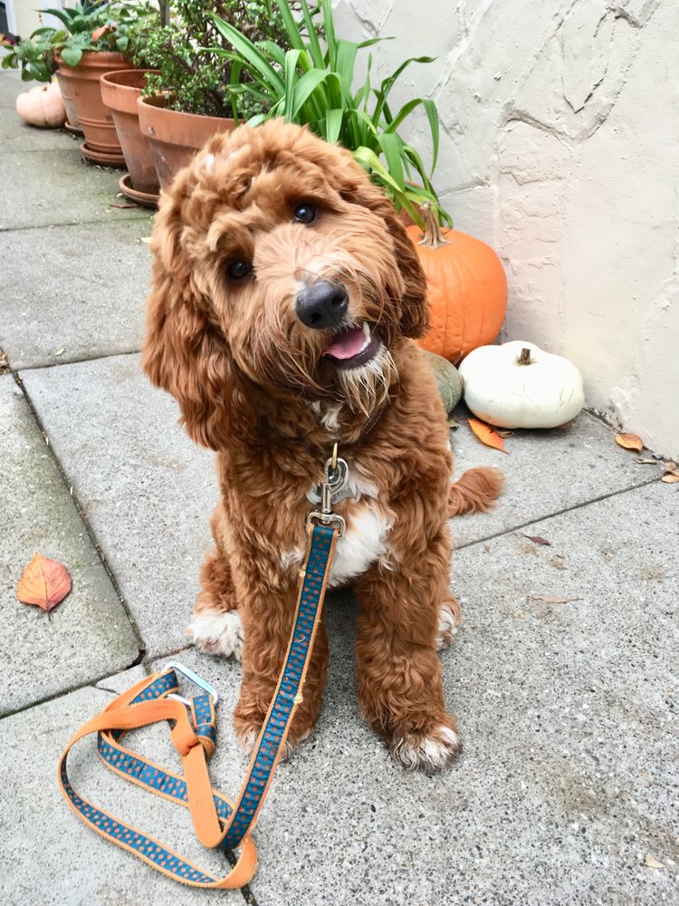 YOLO DOG GO! PET CARE - Updated April 2025 - 17 Photos - Plumas Lake ...