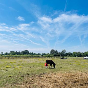 CULLIPHER FARM - Updated October 2025 - 375 Photos & 64 Reviews - 772 ...