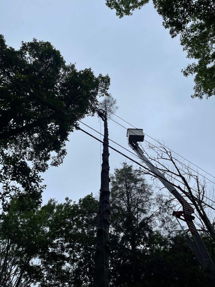SMITTY’S TREE SERVICE - 21 Photos - 1137 Dark Ridge Rd, Elk Park, North ...