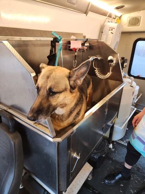 VIP DOGS FAST GROOMING - Updated November 2024 - 198 Photos & 31 ...