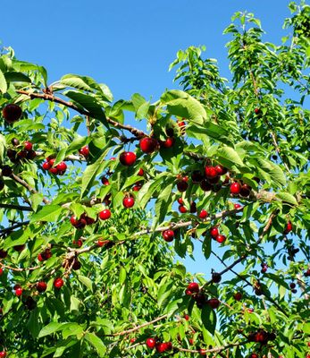 VILLA DEL SOL SWEET CHERRY FARMS - Updated June 2024 - 977 Photos & 196 ...