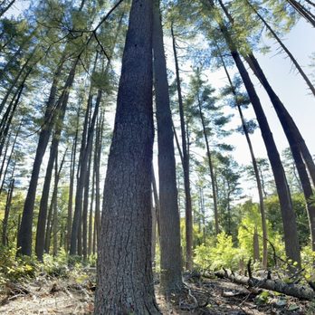 BELLEPLAIN STATE FOREST - Updated October 2025 - Henkin-sifkin Rd ...