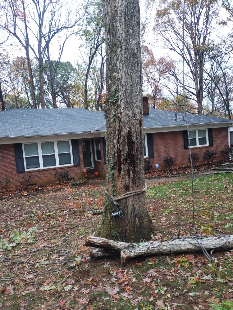 SPAULDING TREE SERVICE - Updated September 2025 - 233 Photos & 93 ...