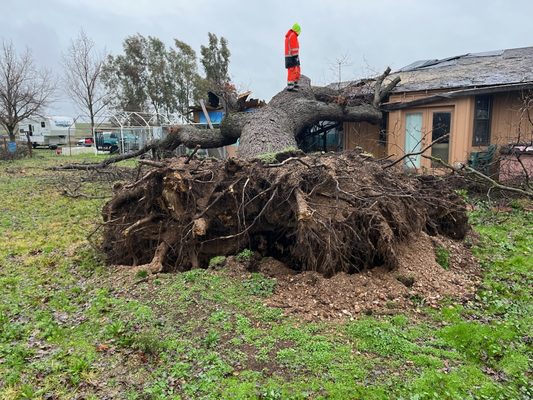 NOR CAL TREE EXPERT - Updated November 2025 - Red Bluff, California ...