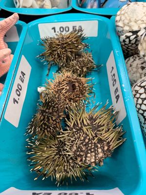 CALIFORNIA SEASHELL COMPANY - 75 Photos & 82 Reviews - 125 Main St ...