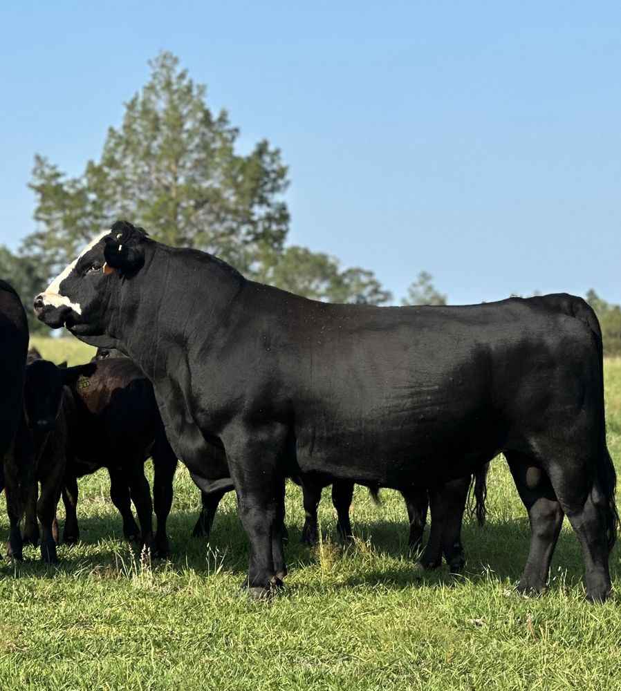 DURHAM CATTLE - Updated March 2025 - 2501 Vesta Ln, Bonifay, Florida ...
