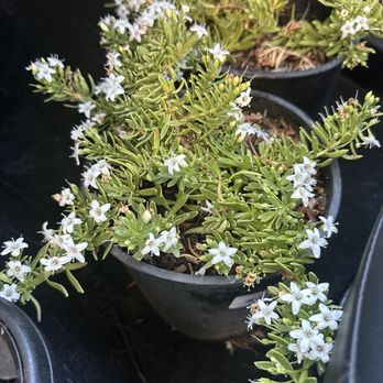 STAR NURSERY - Updated April 2025 - 273 Photos & 126 Reviews - 5380 ...