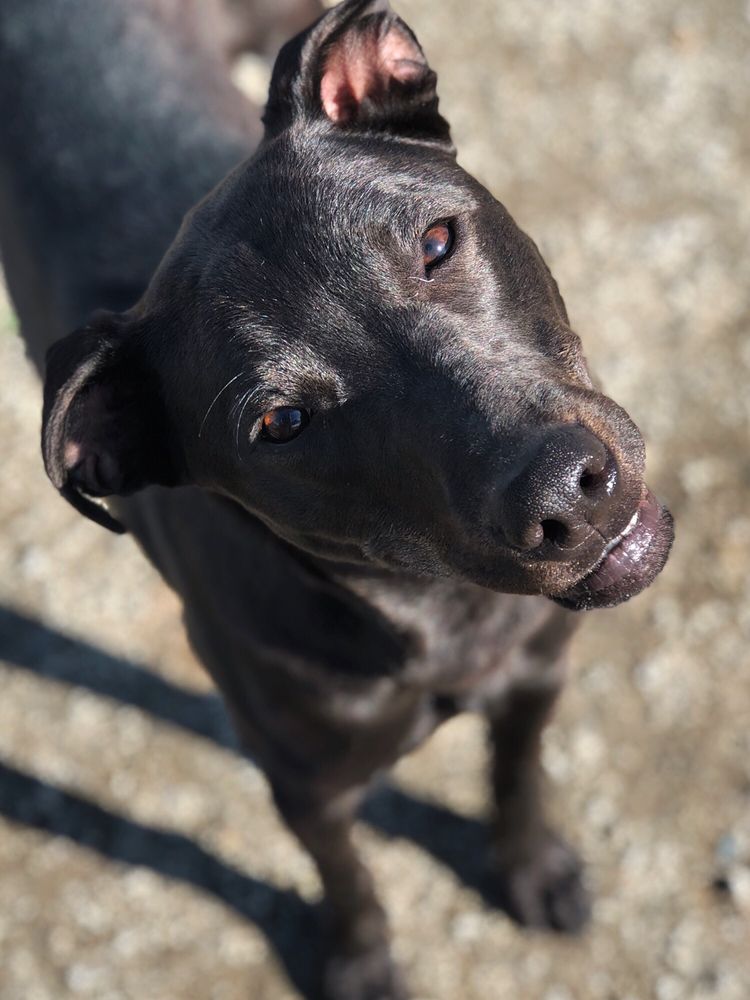 VALLEY OAK SPCA ADOPTION CENTER - 11 Photos & 31 Reviews - Animal ...