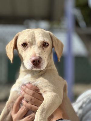 ANIMAL COMPASSION TEAM - Updated June 2026 - 20 Photos & 35 Reviews ...