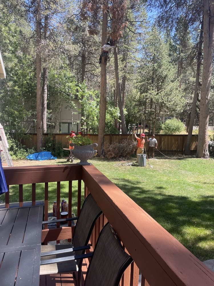 ED COOK TREE SERVICE - Updated June 2025 - 17 Photos & 33 Reviews ...