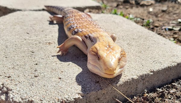 THE REPTILE SHOP - Updated January 2026 - 50 Photos & 77 Reviews ...