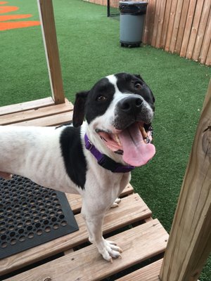 STRAY RESCUE - Updated June 2025 - 18 Photos & 52 Reviews - 2320 Pine ...