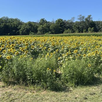 SEPTEMBER FARM CHEESE - Updated December 2025 - 219 Photos & 183 ...