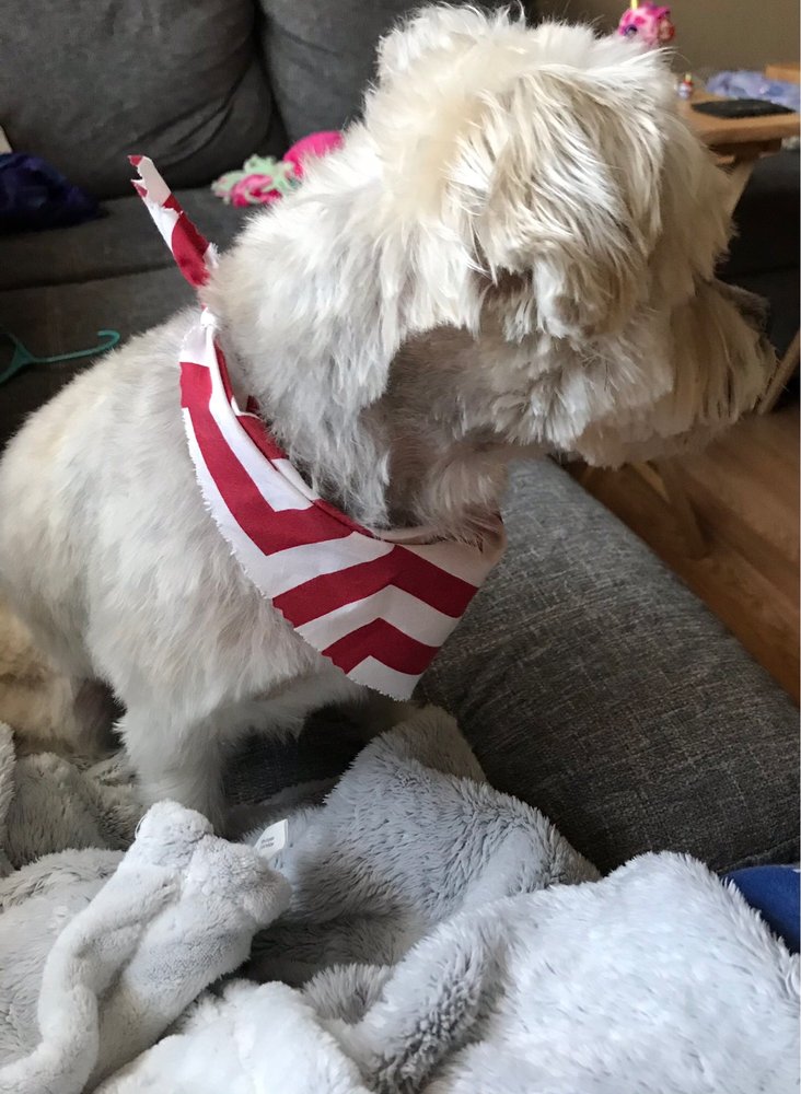 ARF N ANNIES PET GROOMING - Updated December 2024 - 11 Reviews - 314 SW ...