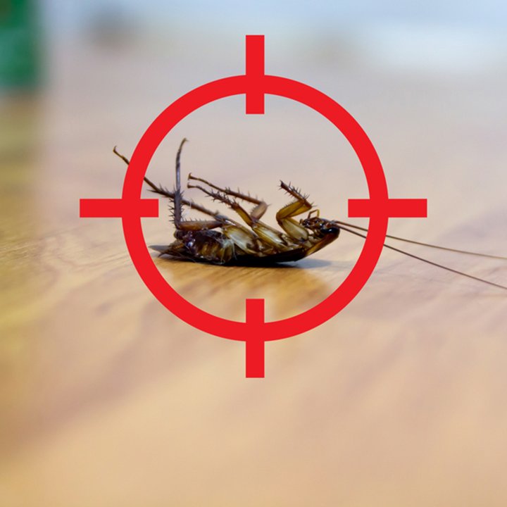 THE BUG BOSS - Pest Control - 43 Teak Run, Ocala, FL - Phone Number - Yelp