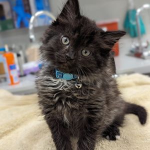 ALL STAR VETERINARY CLINIC - Updated December 2025 - 23 Photos & 51 ...