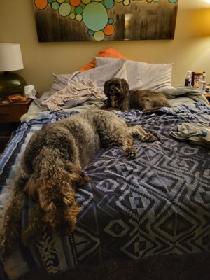 TRI-COUNTY HUMANE SOCIETY OF BOCA RATON - Updated October 2025 - 39 ...