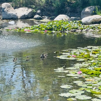 ABQ BIOPARK BOTANIC GARDEN - Updated November 2024 - 899 Photos & 162 ...