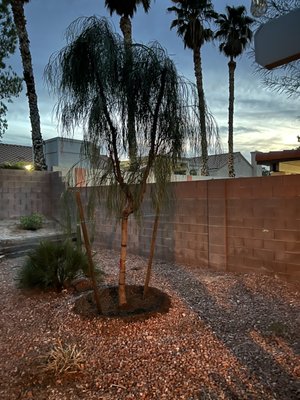 MOON VALLEY NURSERIES TREE SERVICE - Updated December 2025 - 47 Photos ...