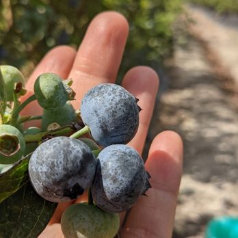 BLUEBERRY BUNCH FARM - Updated April 2025 - 90 Photos & 23 Reviews ...