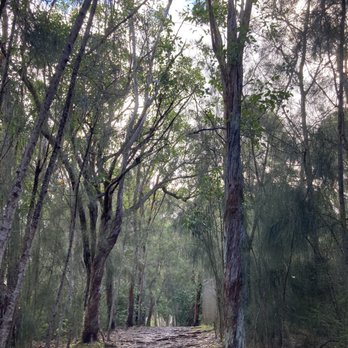 AIEA LOOP TRAIL - Updated July 2025 - 1434 Photos & 317 Reviews - 99 ...