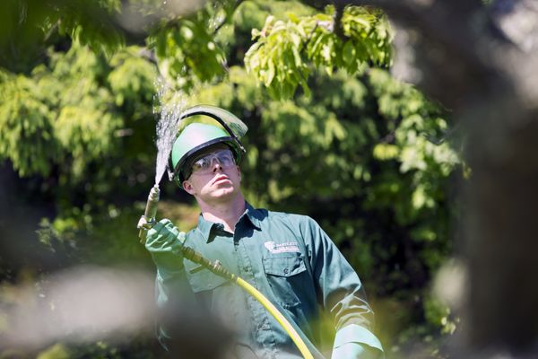 BARTLETT TREE EXPERTS - Updated December 2025 - 60 Photos - Salisbury ...