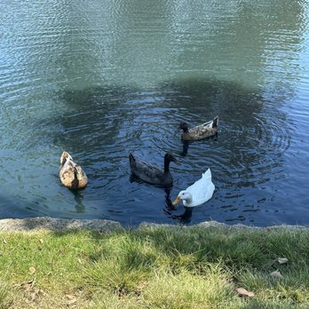 TEWINKLE PARK - Updated January 2026 - 453 Photos & 126 Verified ...