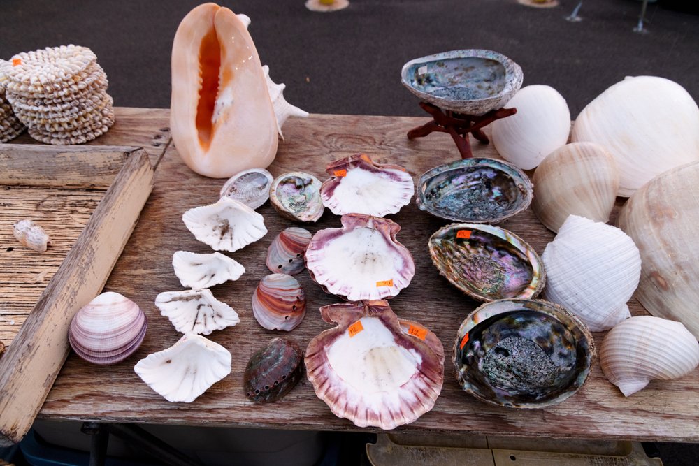 SEA SHELL MAN - Updated September 2025 - 14 Photos & 12 Reviews - 66236 ...