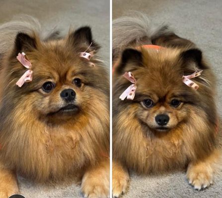 HAPPY PAWS SALON CANINO - Updated September 2025 - 39 Photos & 31 ...