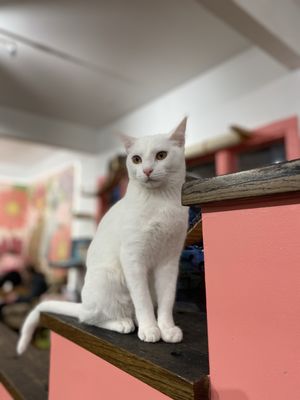 DON’T STRESS MEOWT - CAT CAFE - Updated December 2025 - 311 Photos & 41 ...