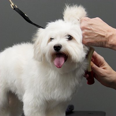 PET SUPPLIES PLUS WEST SPRINGFIELD - Updated December 2025 - 59 Photos ...