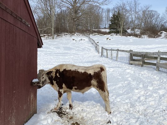 MUSCOOT FARM - Updated December 2024 - 186 Photos & 47 Reviews - 51 Rt ...